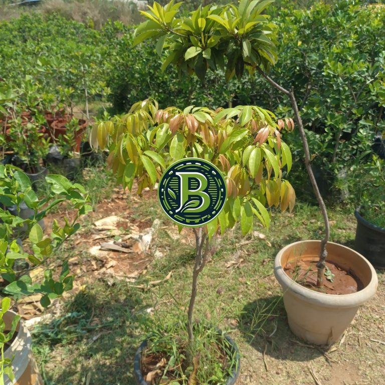 Buy Wild Jack Fruit - Anjili Chakka Plant Online India