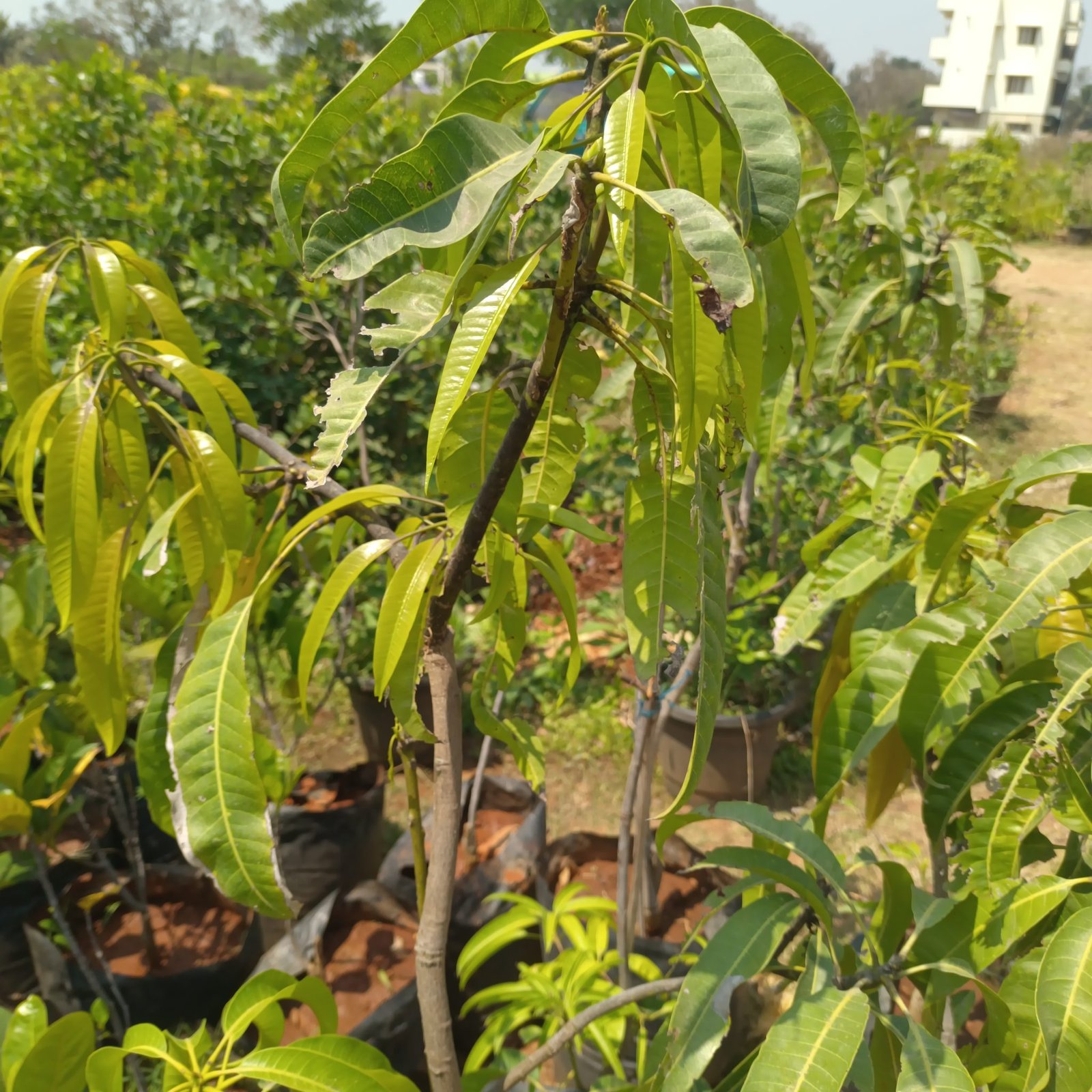 Buy 10 Mango Trees Online | Live Fruiting Plants India
