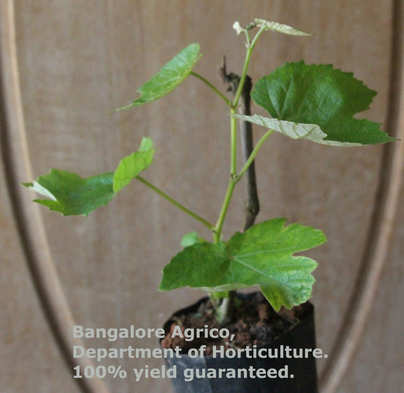 Buy Seedless Grape Plant | All Climate Ready | Bangalore Agrico