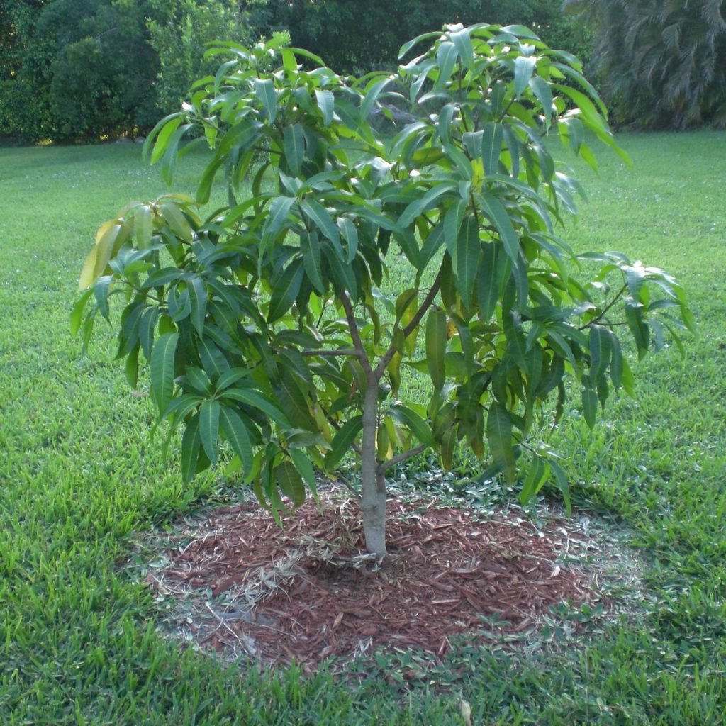 Buy 10 Mango Trees Online | Live Fruiting Plants India