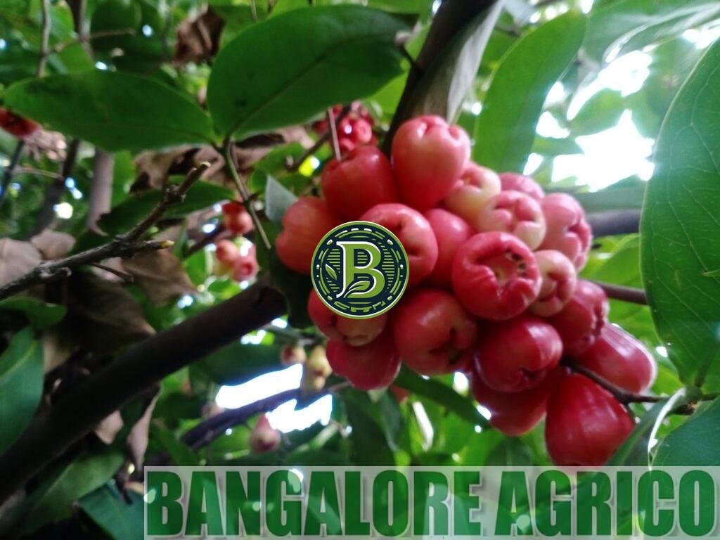 Malay Apple Fruit Tree at Piper Blanc blog