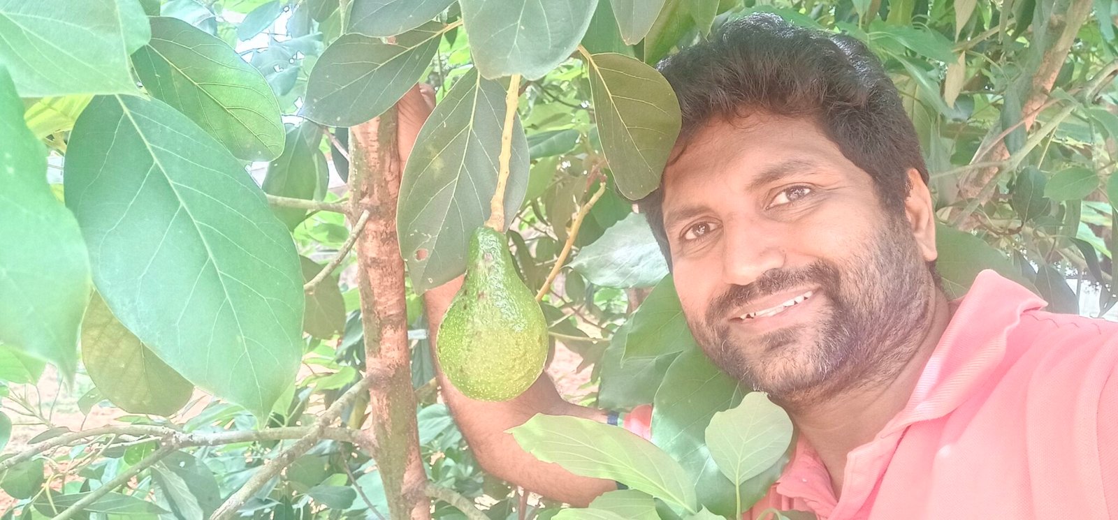 Avocado Farming Techniques - Detailed Step-by-Step Guide